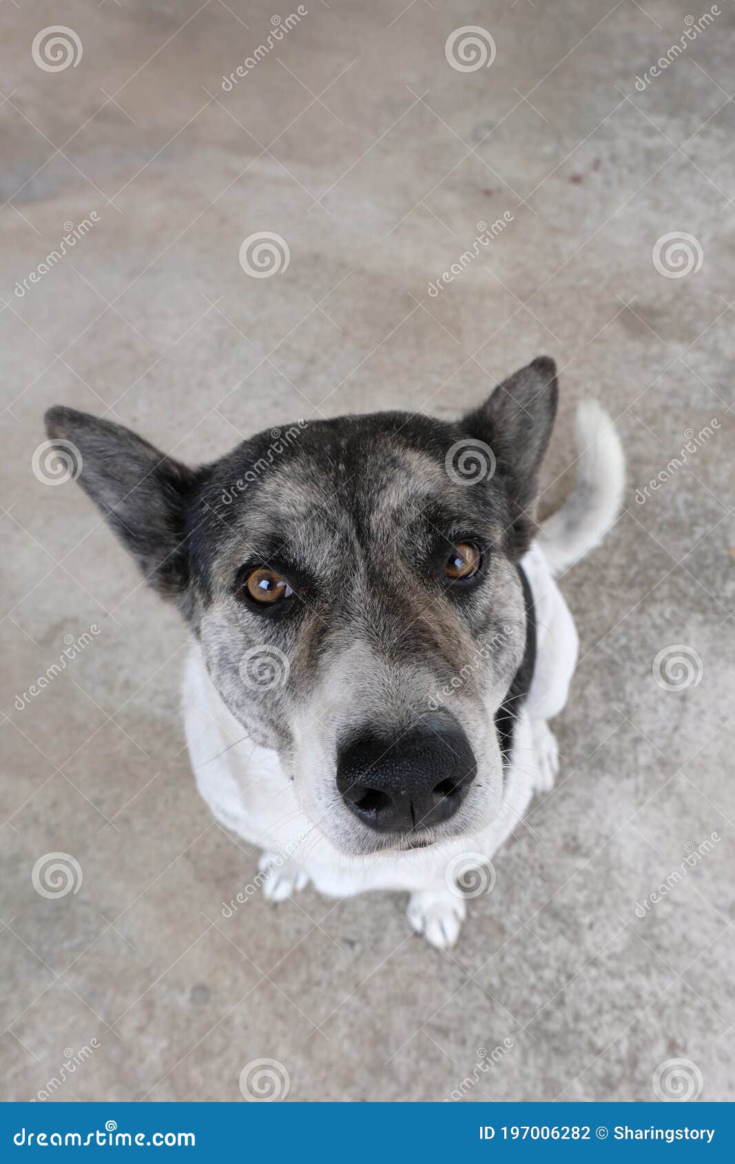 Dog Sitting Down and Looking Up Stock Photo - Image of space, looking ...