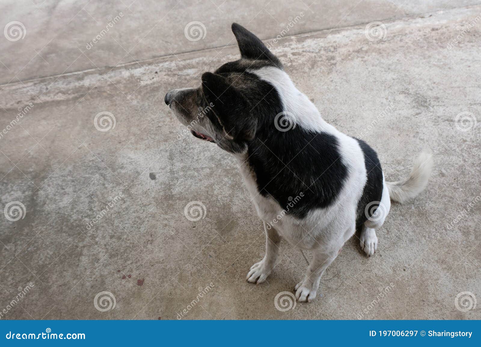 Dog Sitting Down and Looking Up Stock Image - Image of breed, young ...