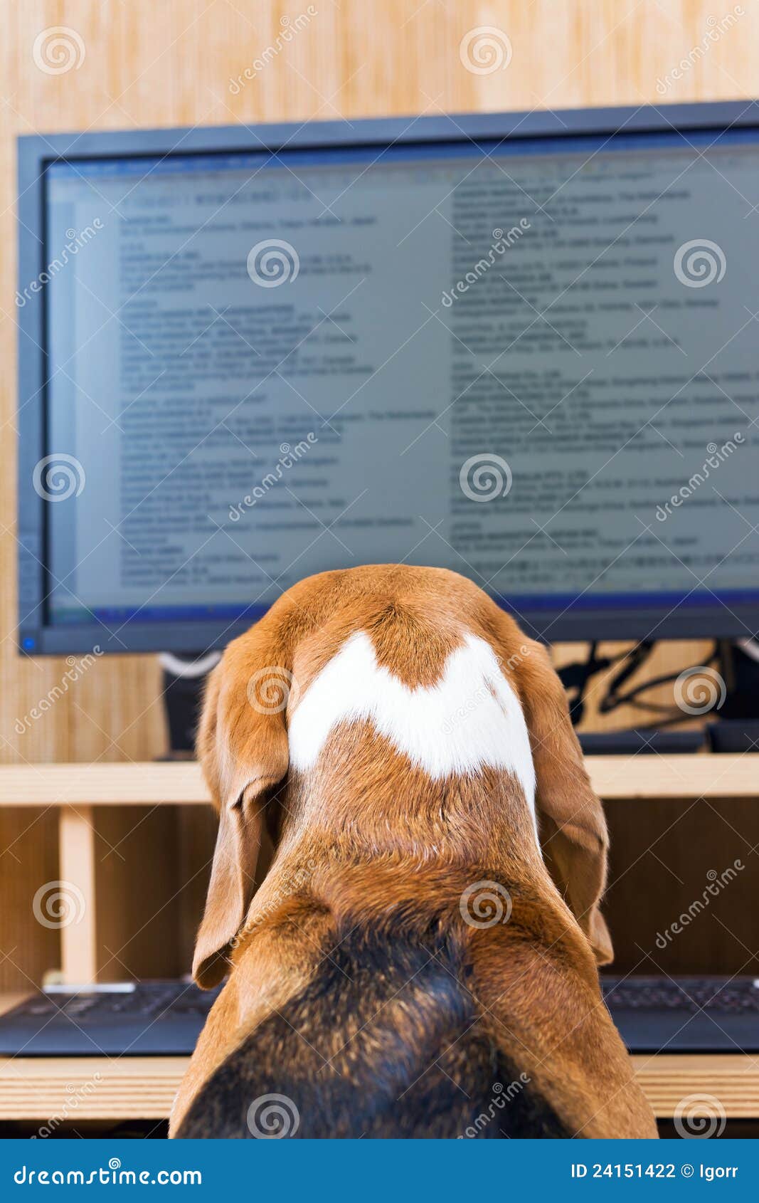 Dog Sitting in Front of the Computer. Stock Photo - Image of purebred ...