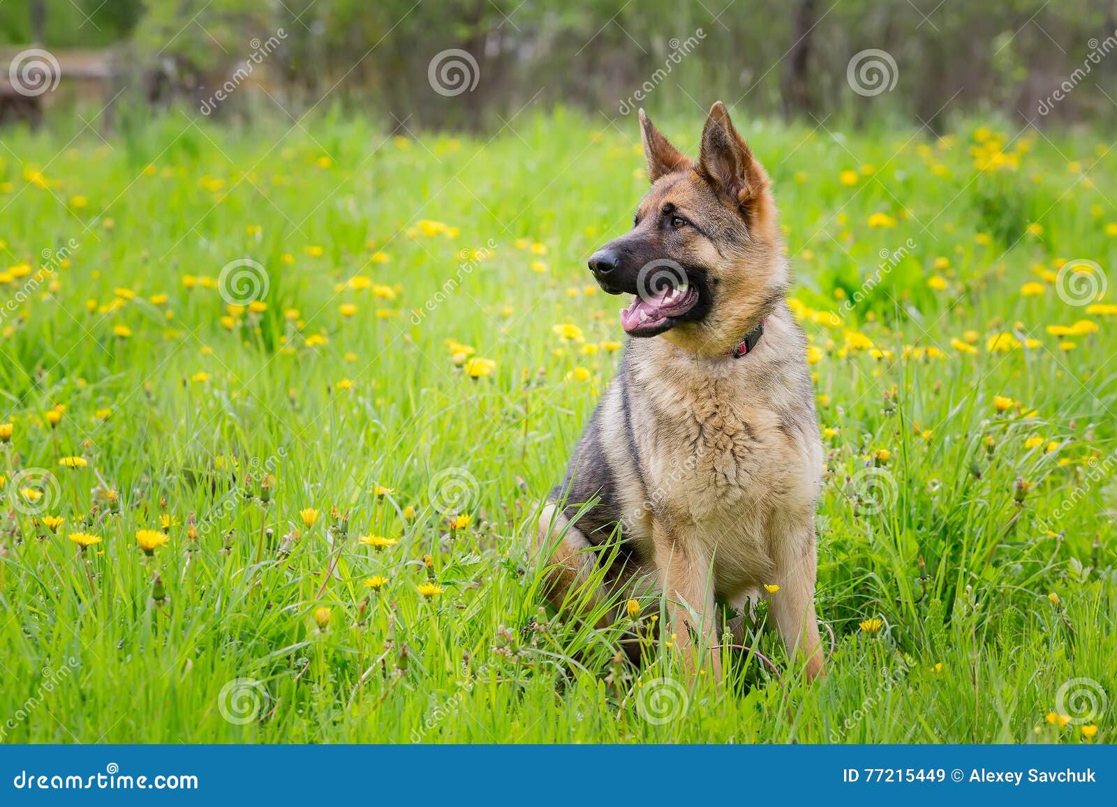 Dog Breed German Shepherd In The Forest Near A Tree. Royalty-Free Stock ...