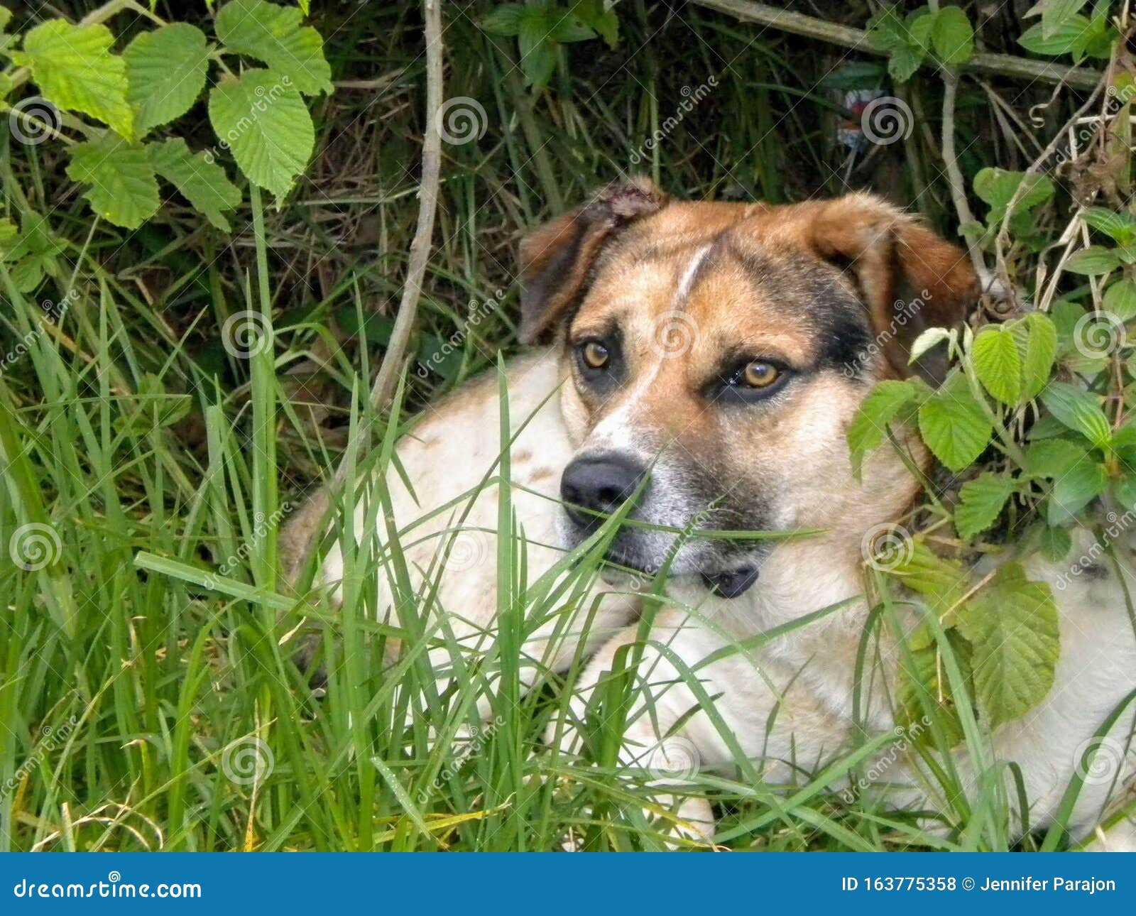 Dog Looking Far Away in the Nature Stock Photo - Image of away, grass ...