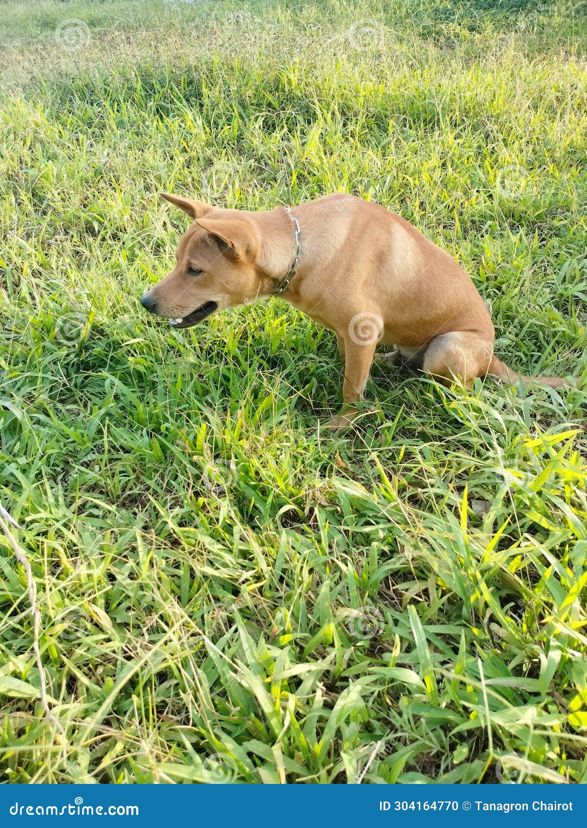 Dog Sitting on the Green Grass. Stock Photo - Image of sitting, grass ...