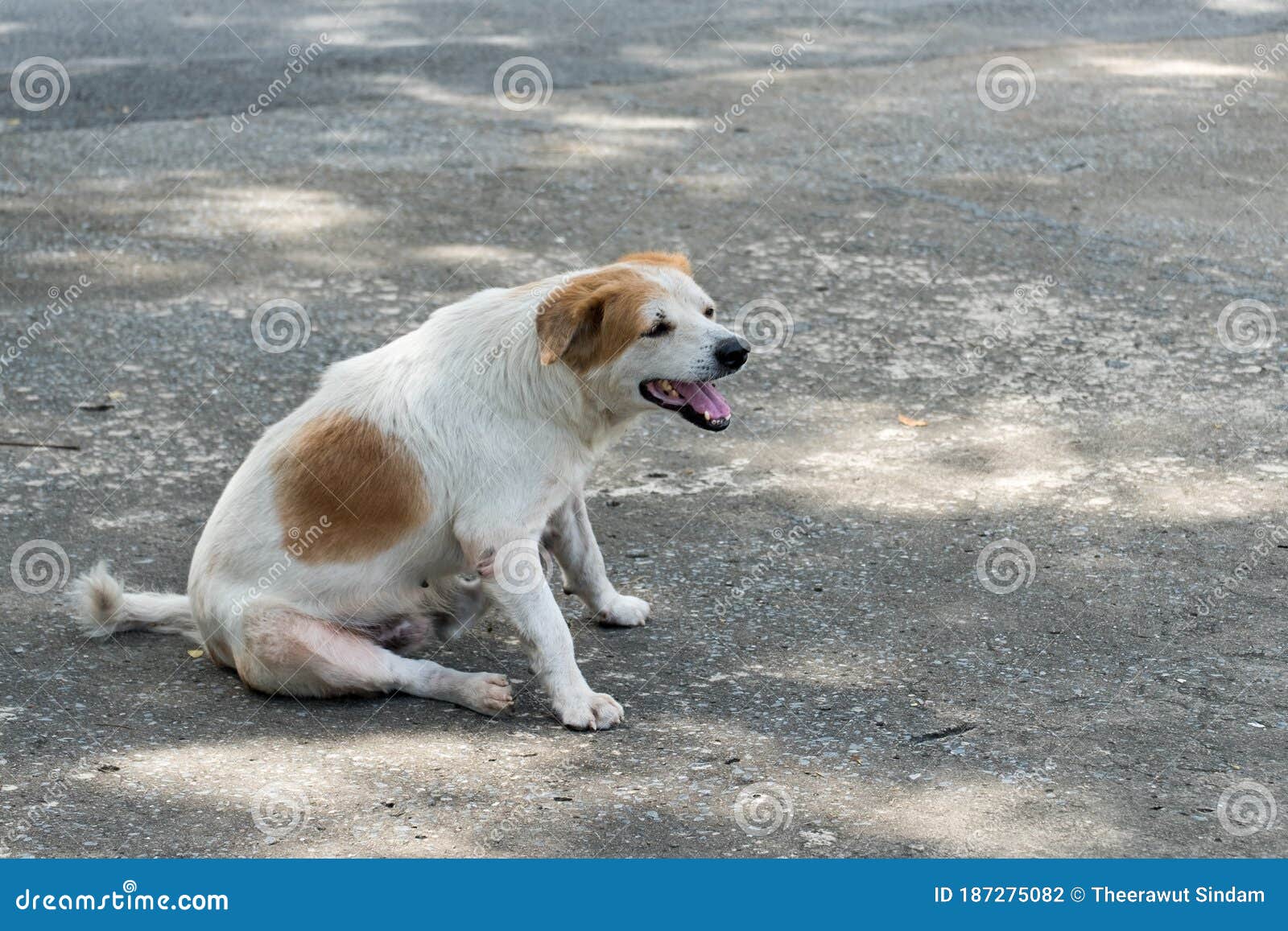 Dog sitting on the ground stock photo. Image of animal - 187275082