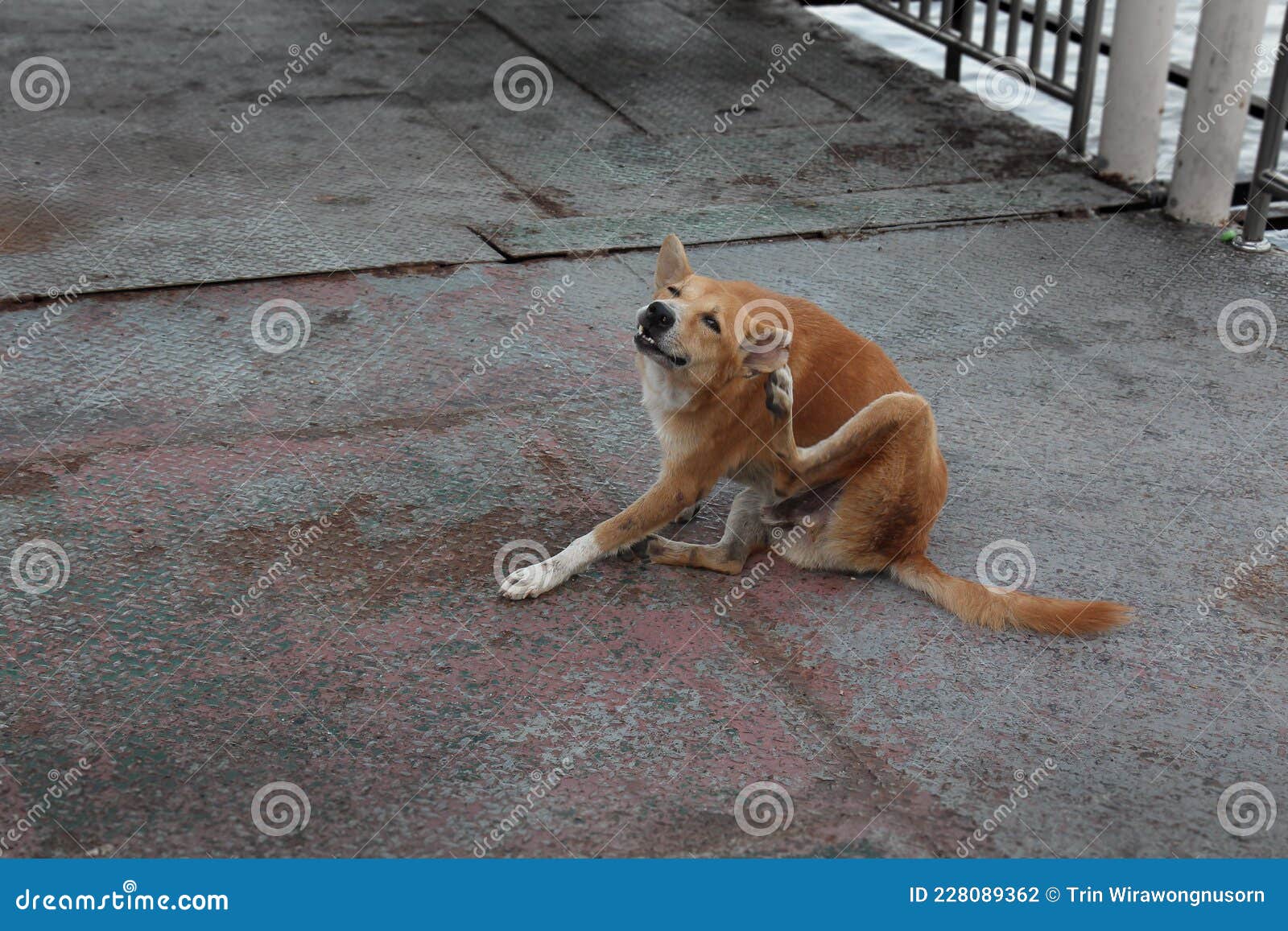 The Dog is Sitting on the Ground and Scratching Stock Photo - Image of ...