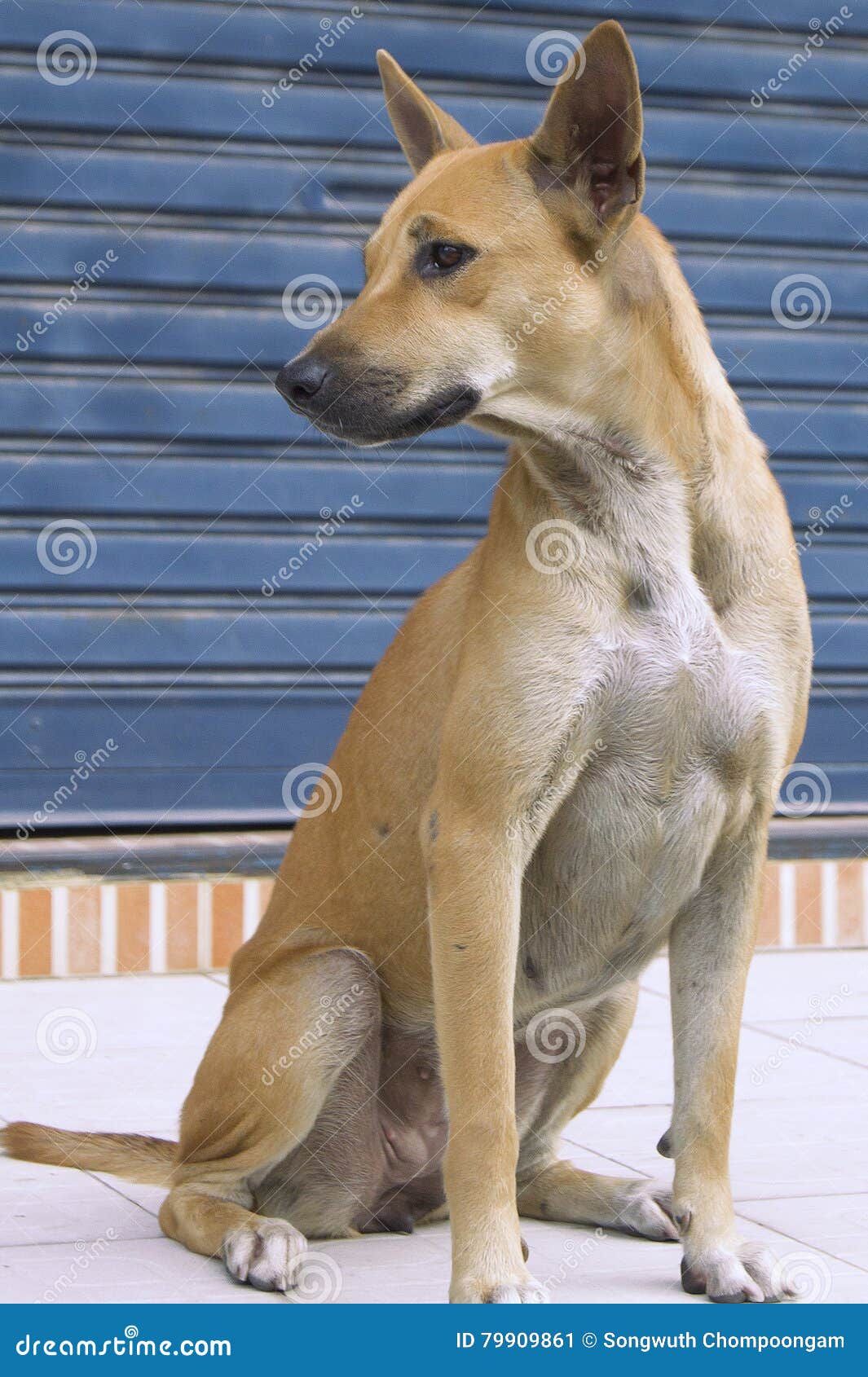 Dog Sitting on the Sidewalk Elegant Swagger Stock Image - Image of ...