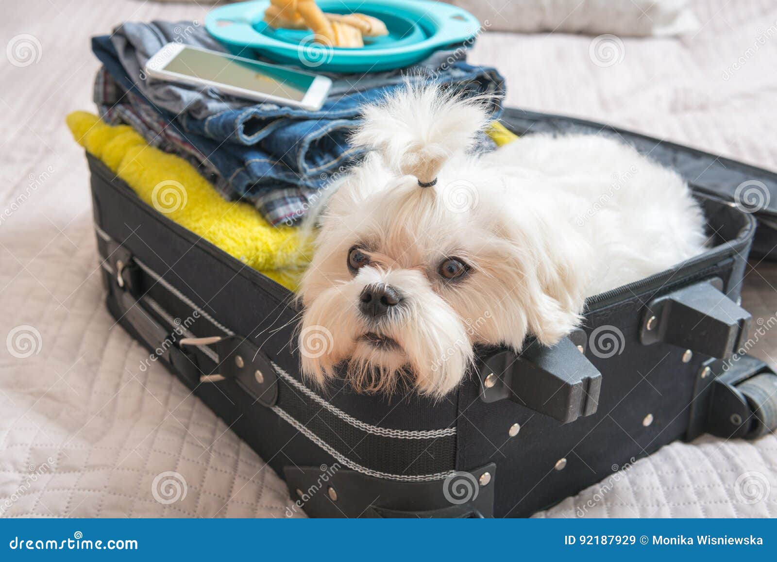 Dog Sitting in the Suitcase Stock Image - Image of puppy, purebred ...