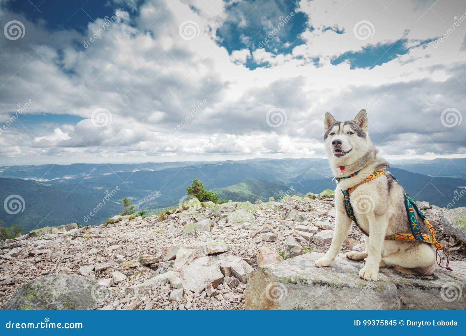 Dog Sitting on the Top of the Mountain Stock Image - Image of mammal ...