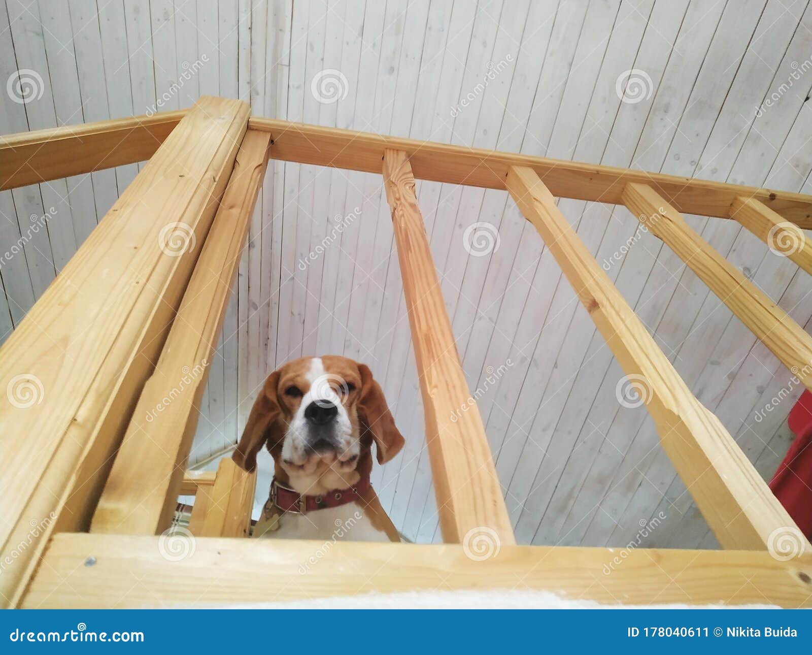 A dog sitting on top stock image. Image of view, sitting - 178040611
