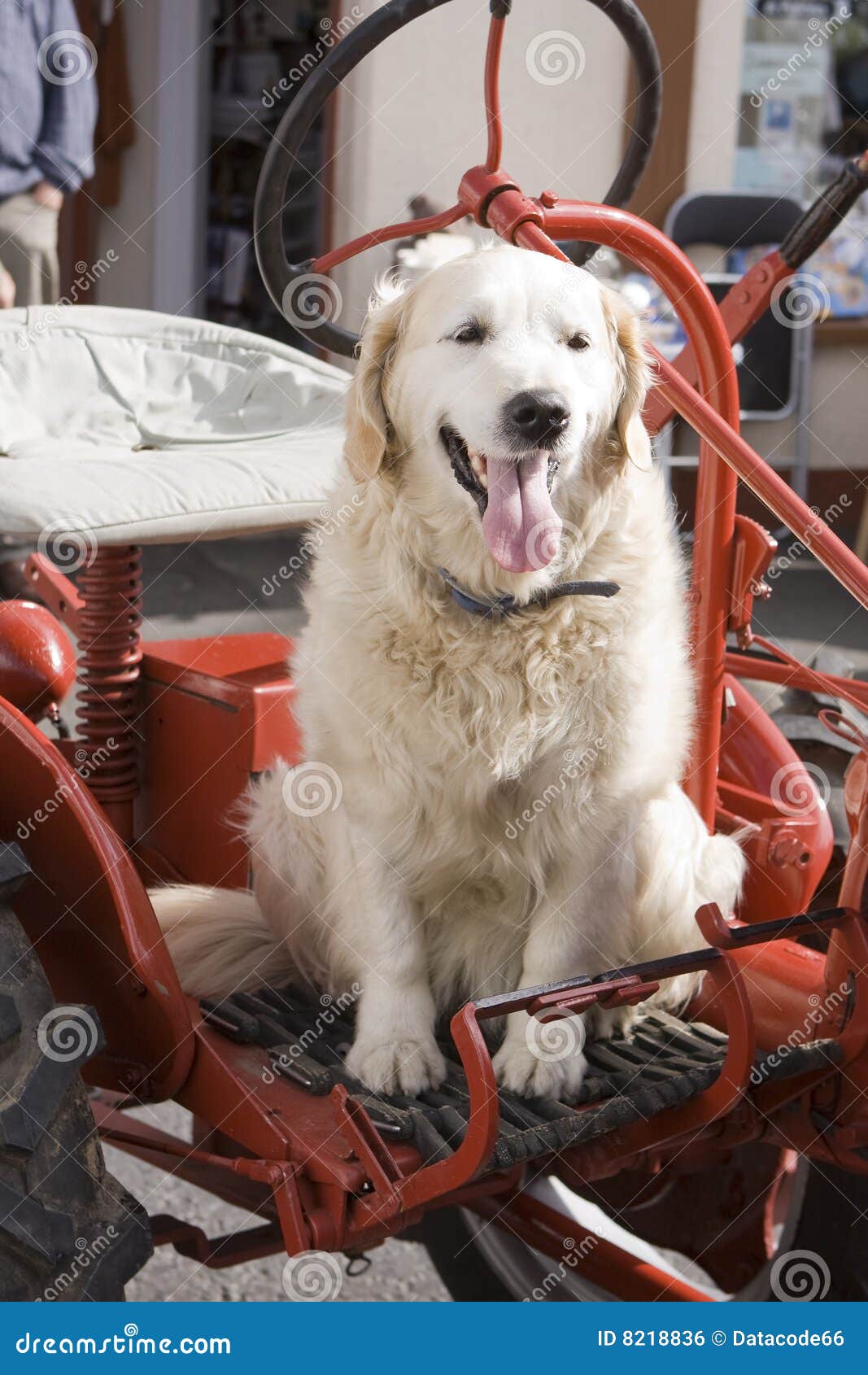 Dog sitting on tractor stock photo. Image of accident - 8218836