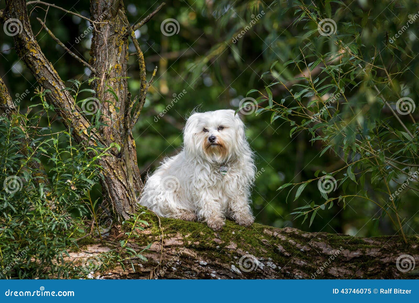 Dog sitting on a tree stock image. Image of tree, outdoor - 43746075