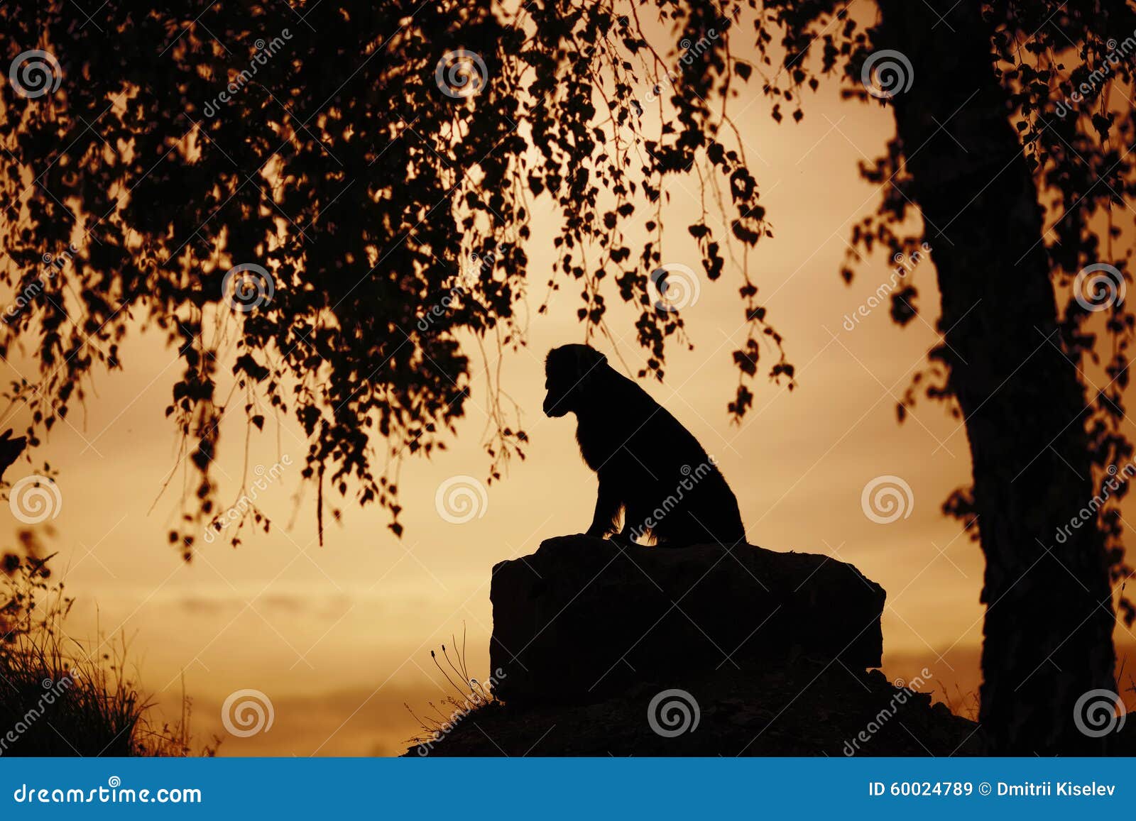 Dog Sitting Under a Tree in the Evening Stock Image - Image of camp ...