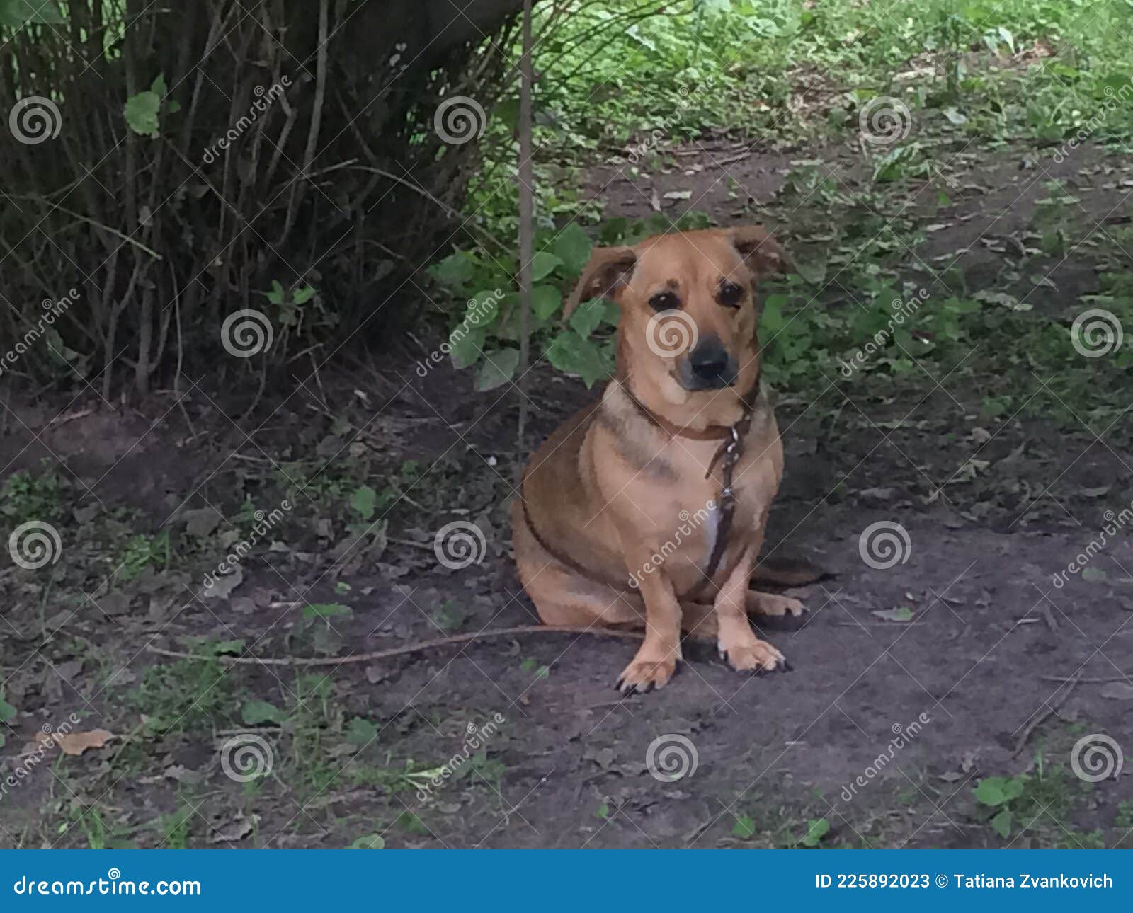 Dog under the tree stock image. Image of grass, wildlife - 225892023