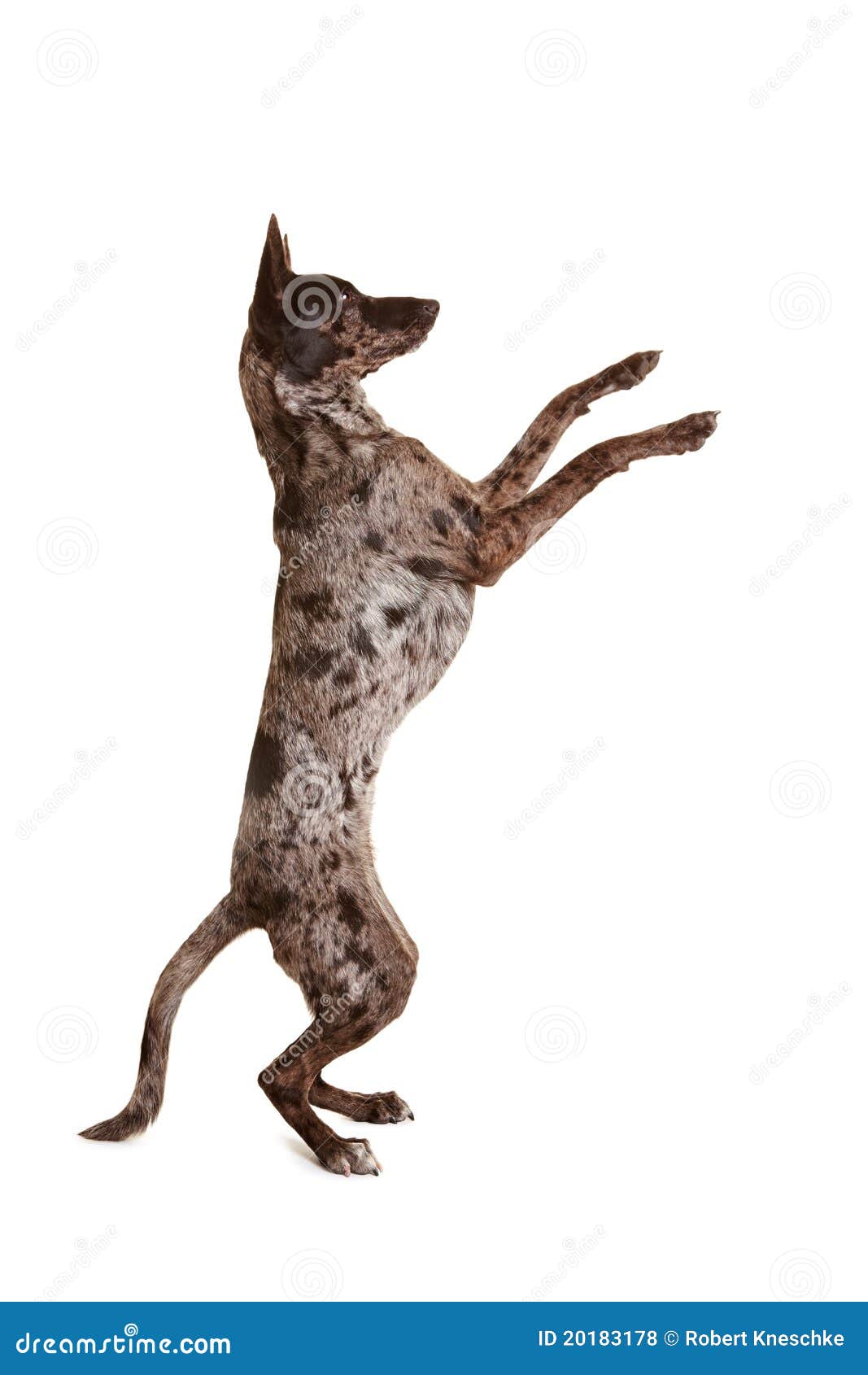 Dog sitting up and begging stock photo. Image of animal - 20183178