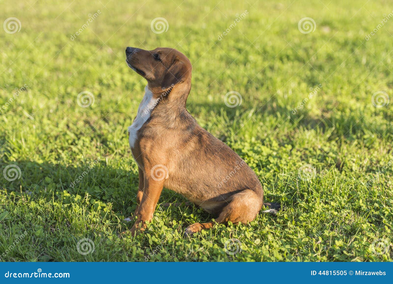 Dog sitting up stock image. Image of grass, sunny, yard - 44815505