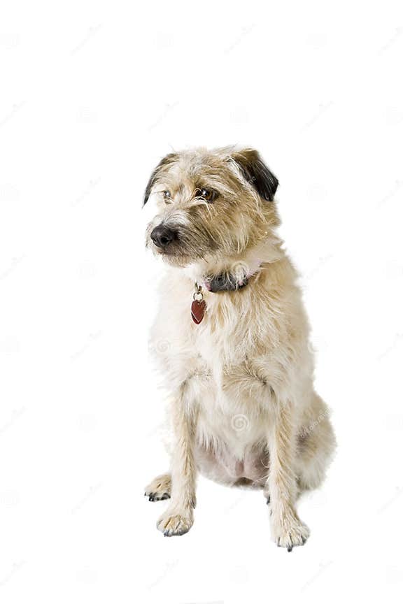 Dog Sitting on White. Scruffy. Stock Photo - Image of scruffy, humane ...