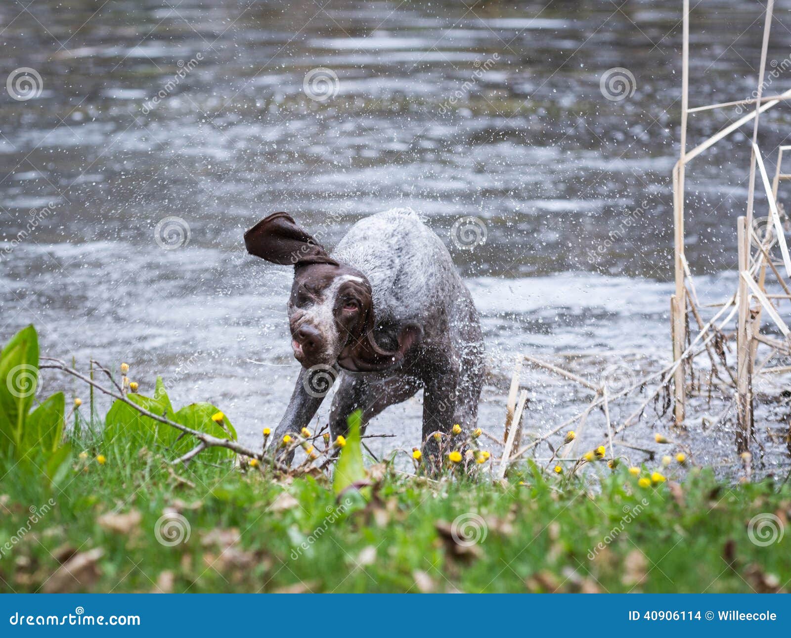 Dog skaking after swim stock photo. Image of outdoors - 40906114