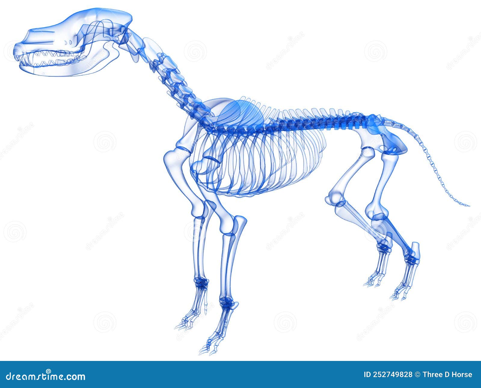 Dog Skeleton Transparent 3D Rendering Stock Illustration - Illustration ...