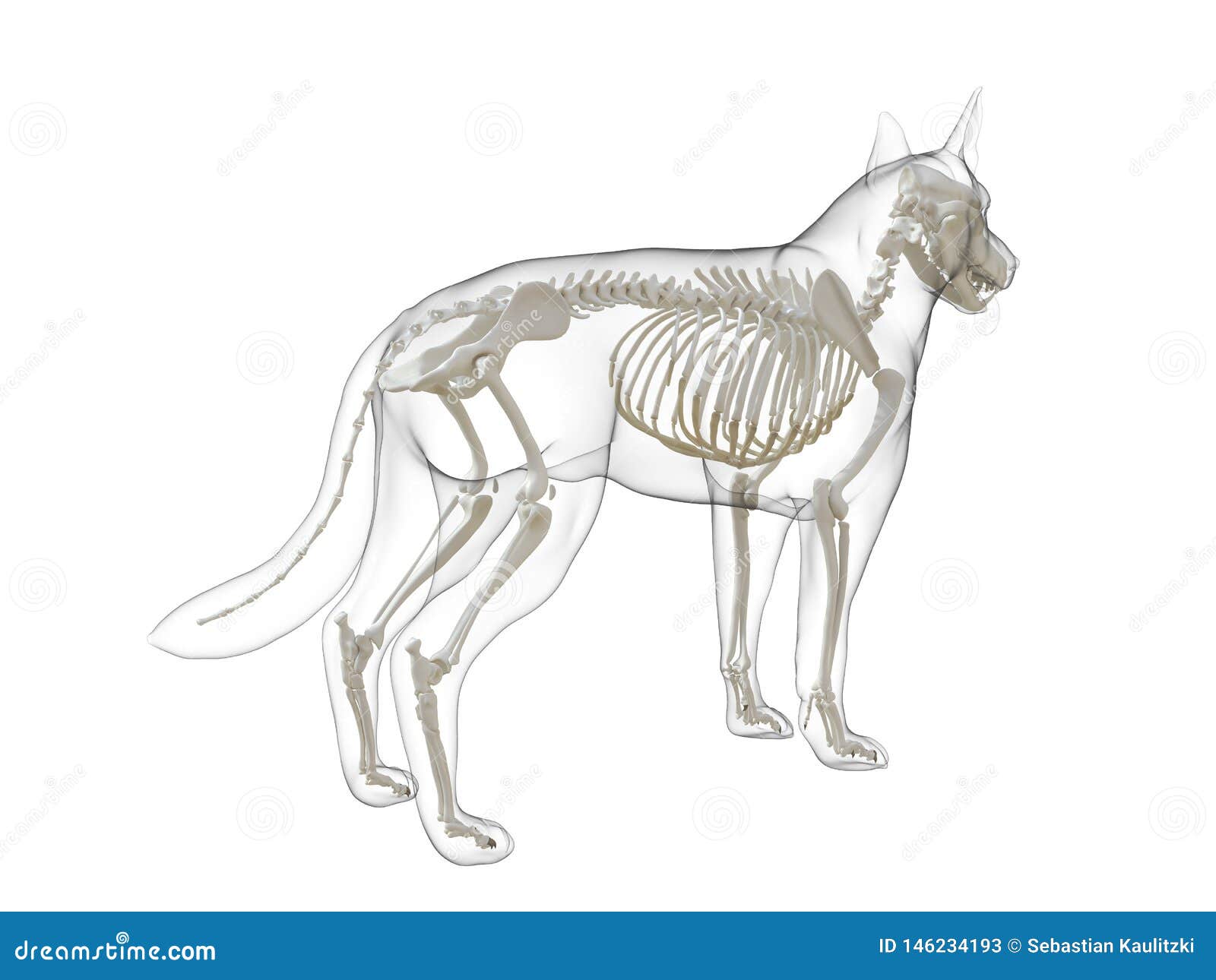 A dog skeleton stock illustration. Illustration of skeletal - 146234193