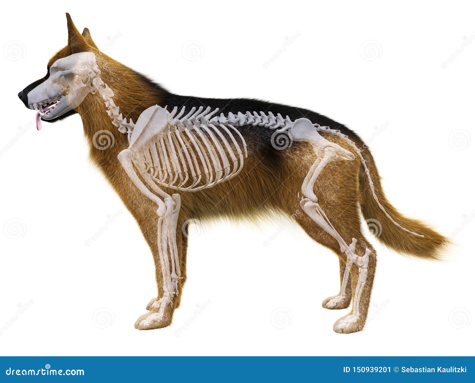Wolf Skeleton Diagram
