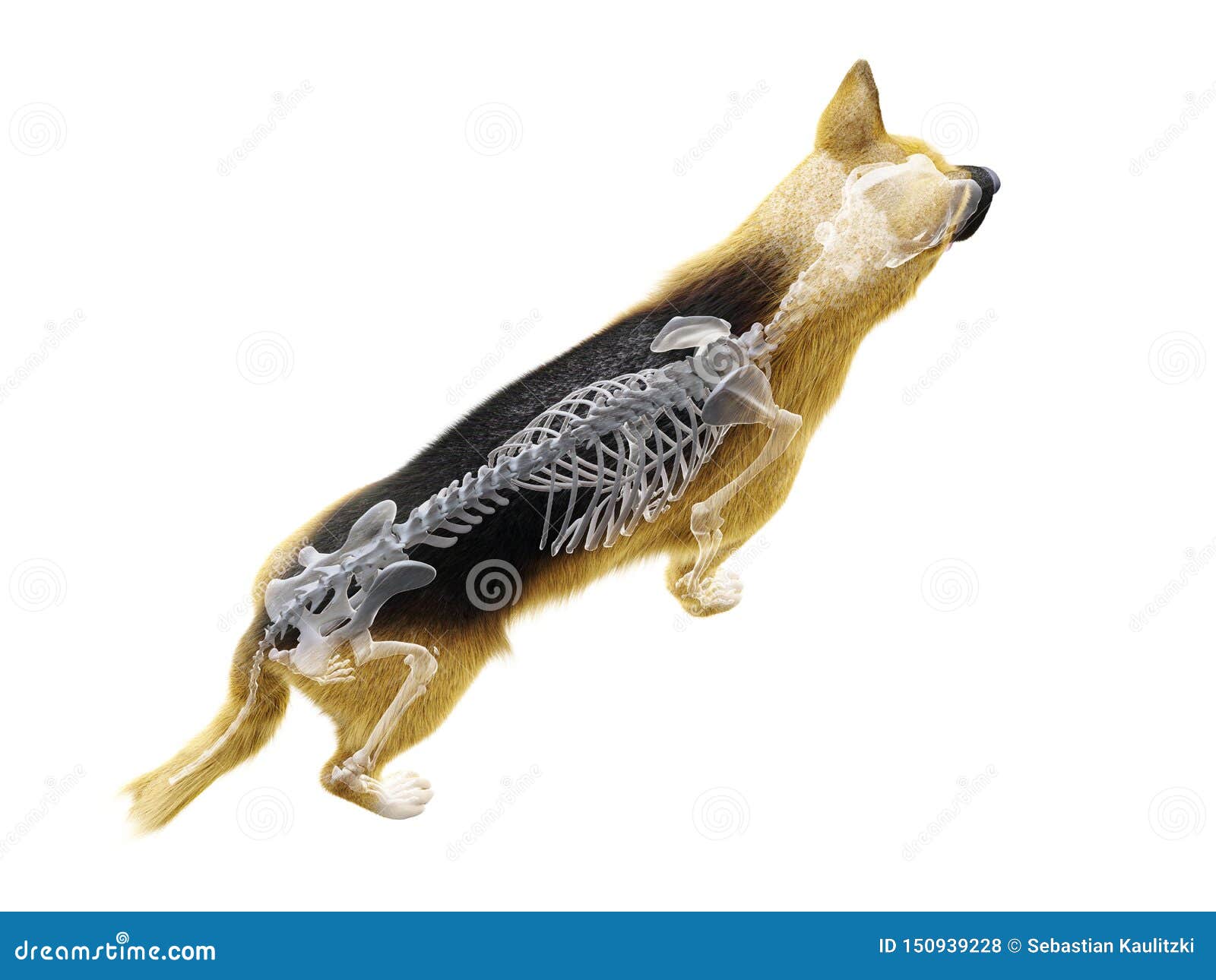 The dog skeleton stock illustration. Illustration of biology - 150939228