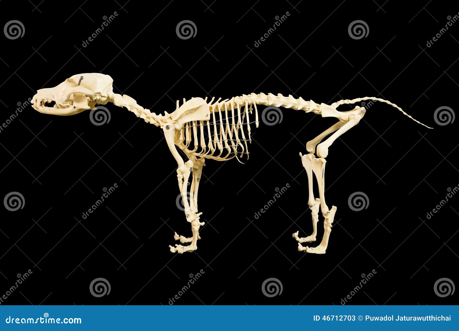 Dog skeleton model stock image. Image of clinic, frame - 46712703