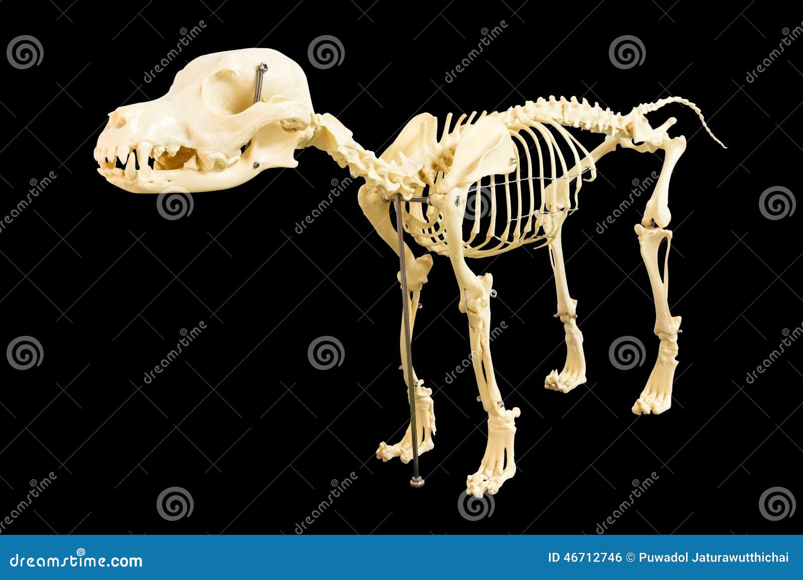 Dog skeleton model stock photo. Image of fake, false - 46712746