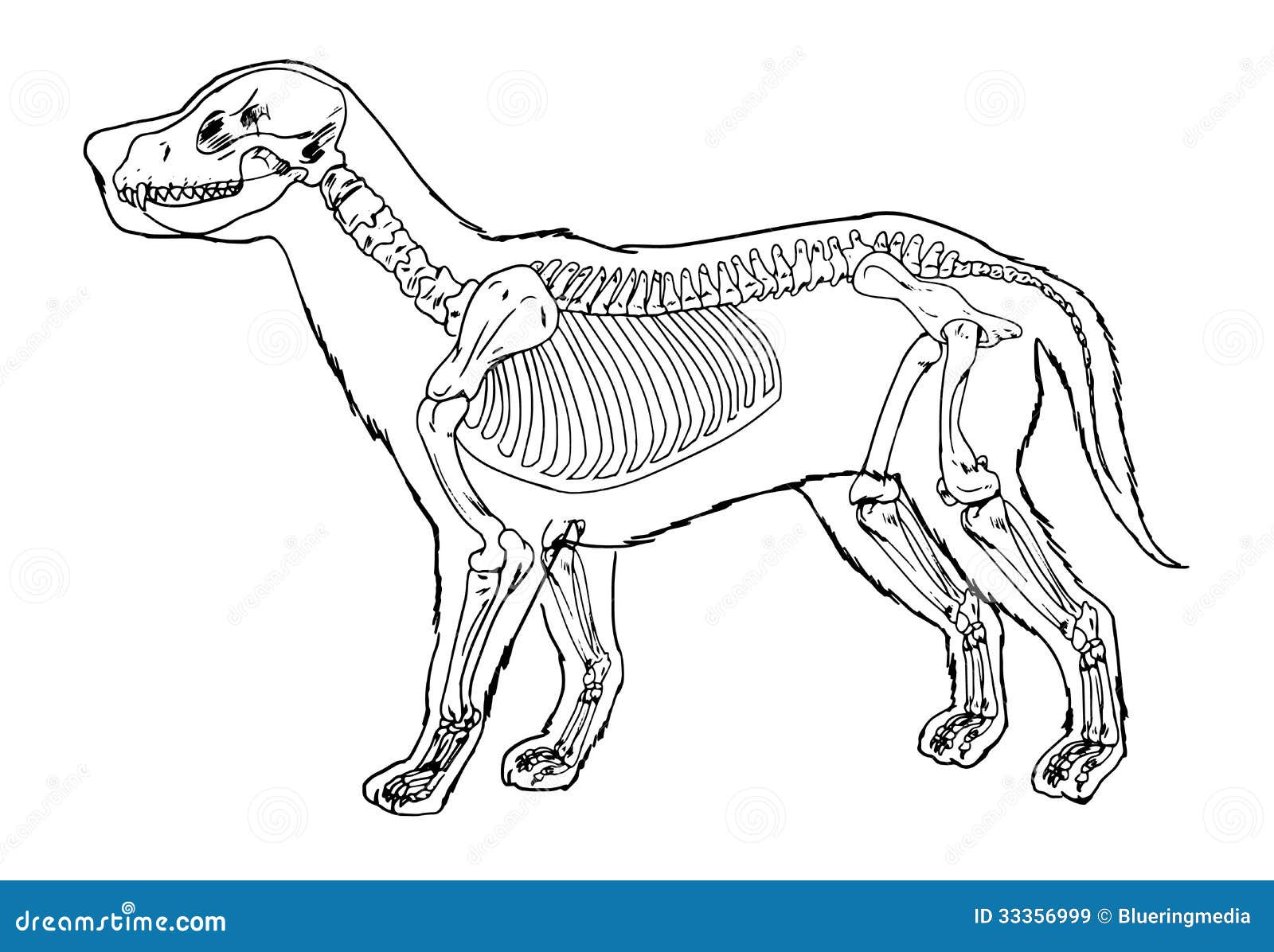 Dog Skeleton - Canis Lupus Familiaris Anatomy - Perspective View ...