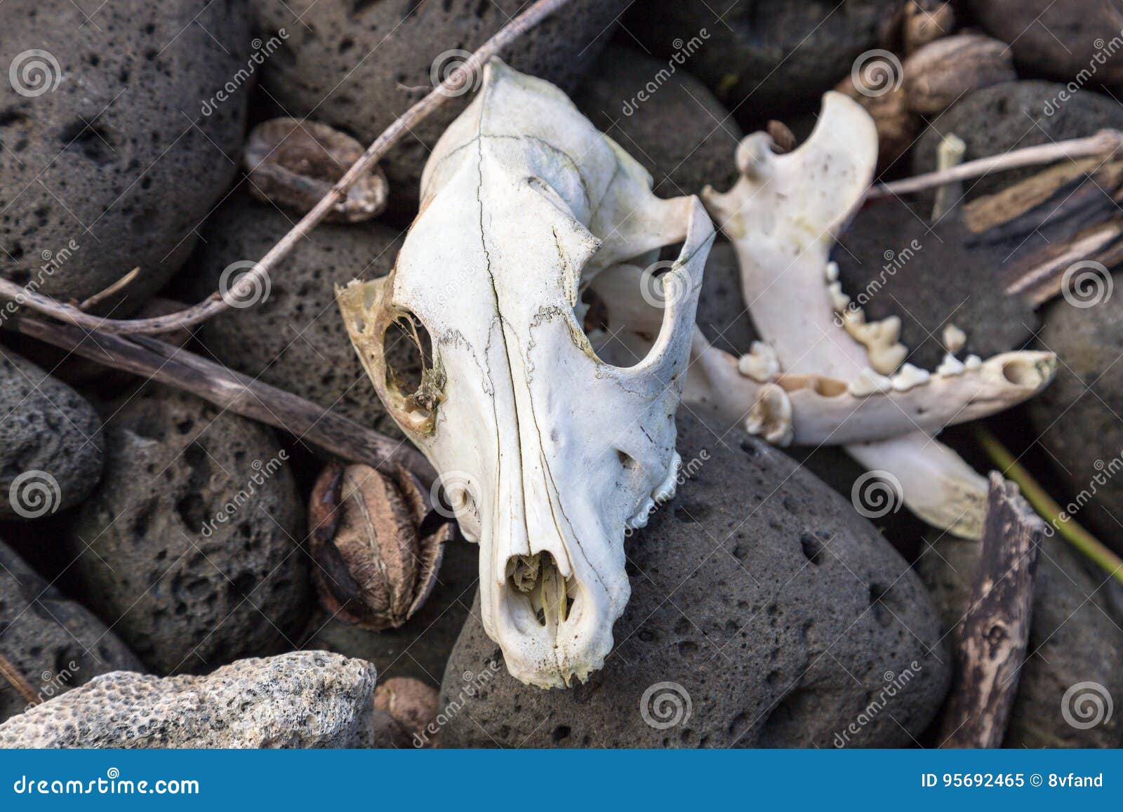 Dog Skeleton Skull and Bones Stock Image - Image of cadaver ...