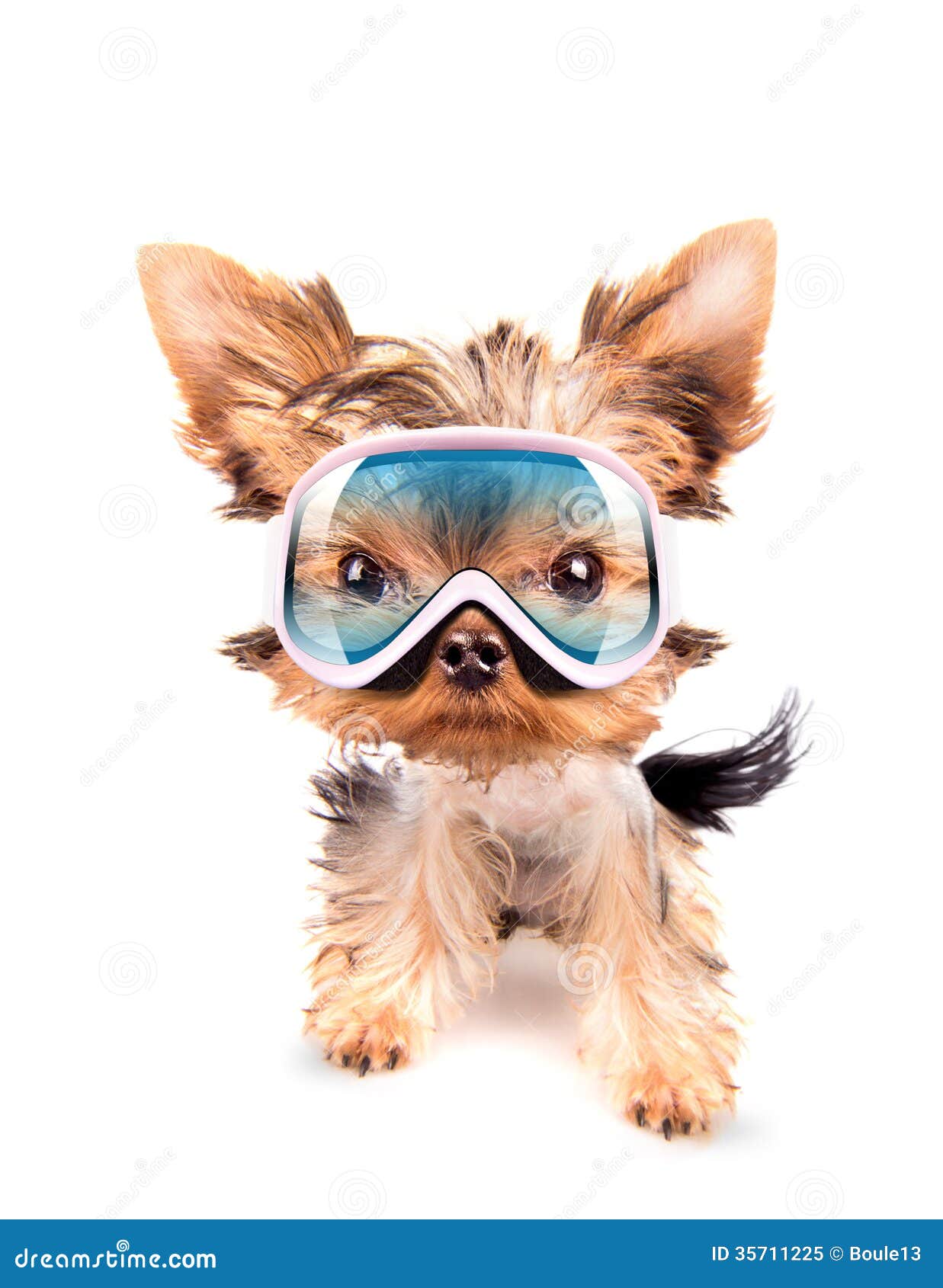Dog with ski mask stock image. Image of outdoor, blue - 35711225