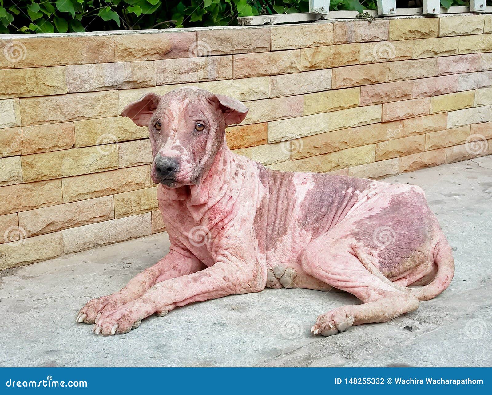 A Dog Has Disease Problem Skin. Stock Photo - Image of mammal, dumped ...
