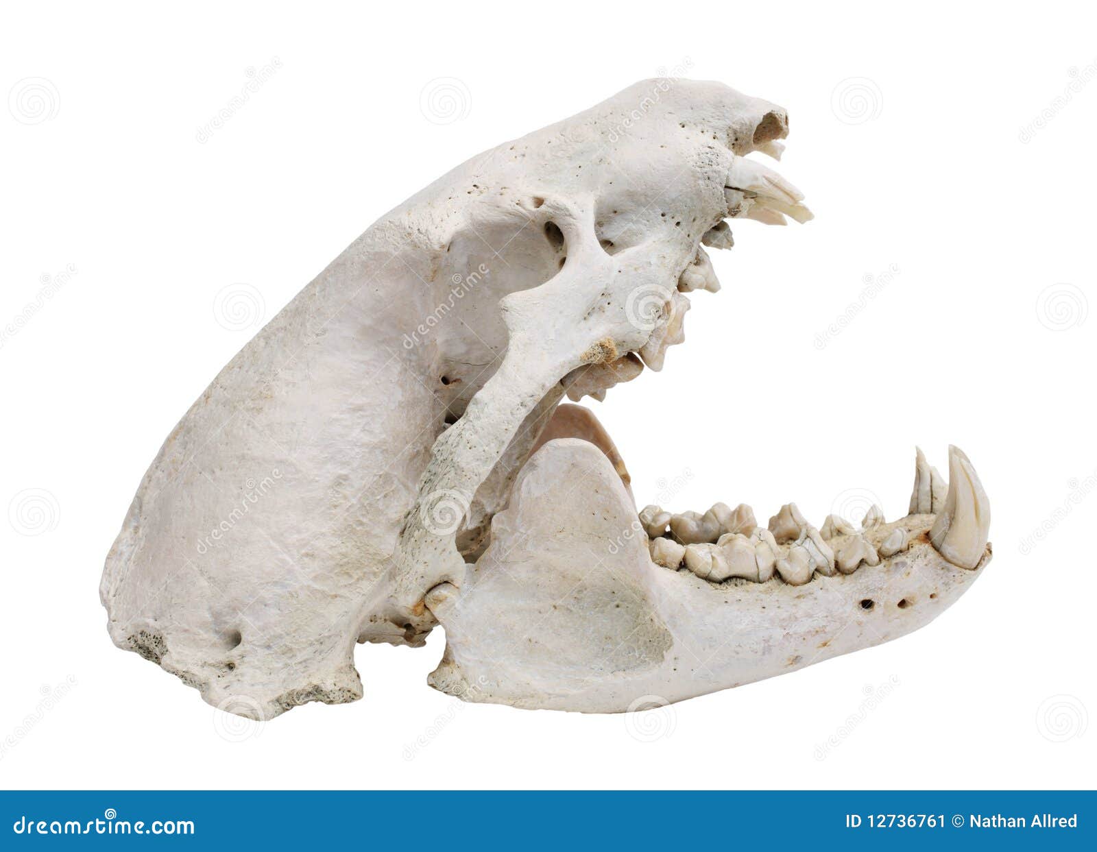 Dog skull cutout stock image. Image of education, decayed - 12736761