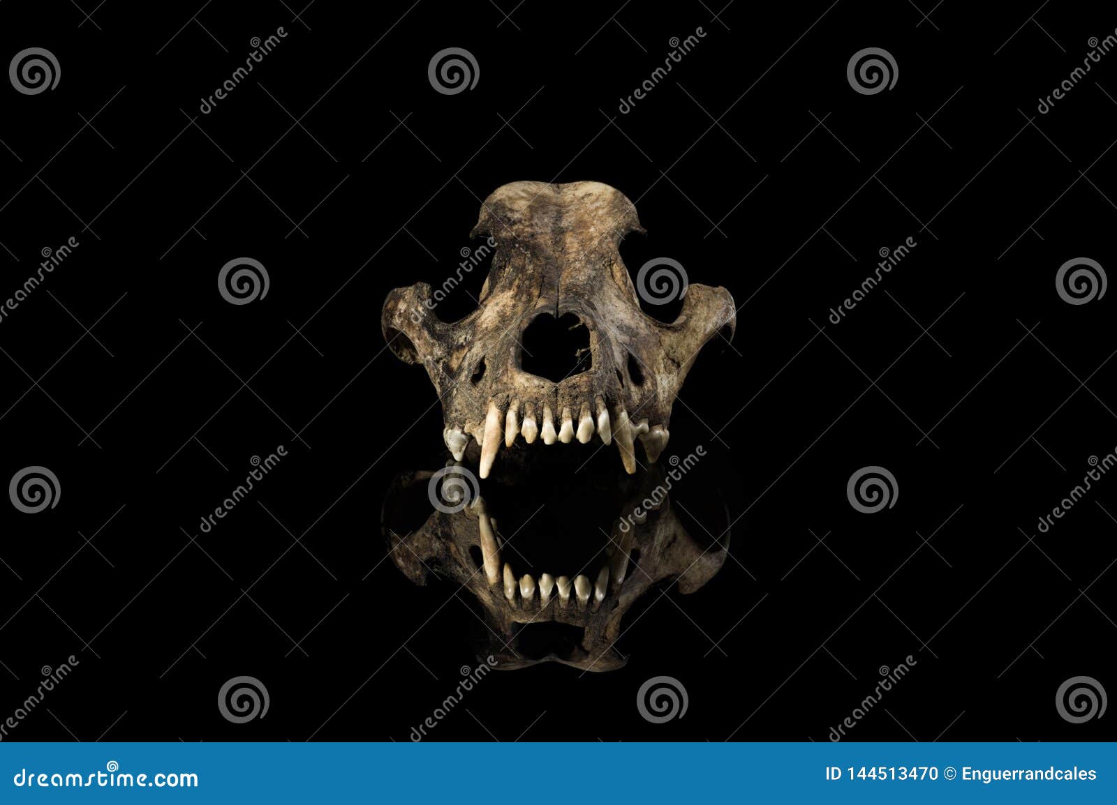 Dog Skull Isolated Black Background with Mirror Reflection Stock Photo ...