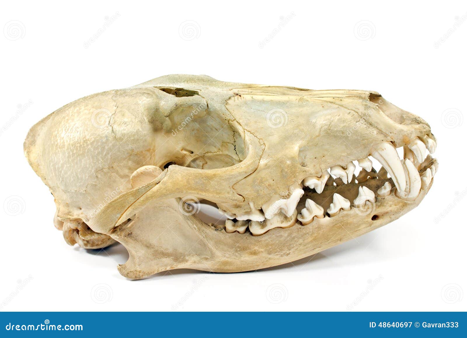 Dog skull stock image. Image of ruminant, teeth, death - 48640697