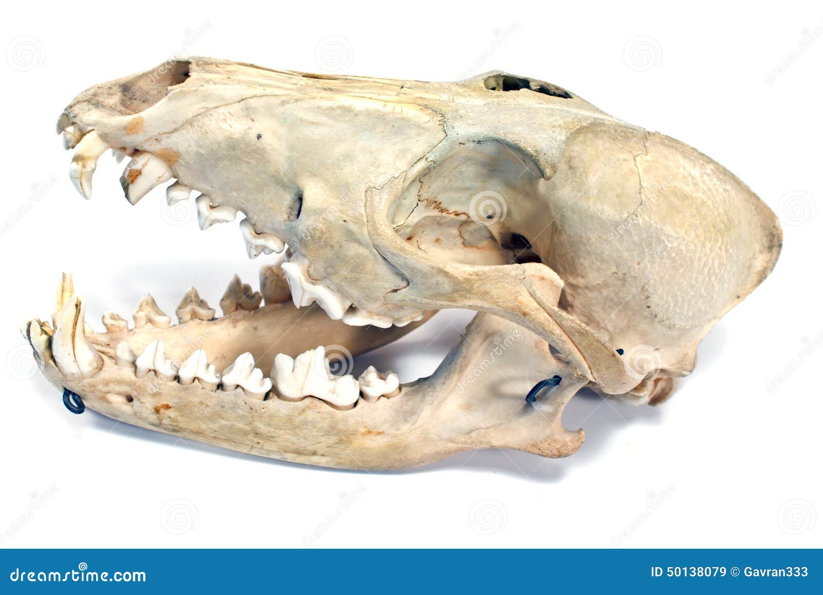 Dog skull stock image. Image of teeth, hallow, evolution - 50138079