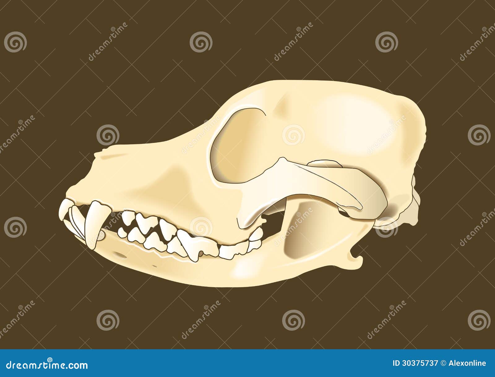 Dog skull lateral stock vector. Illustration of crossbones - 30375737