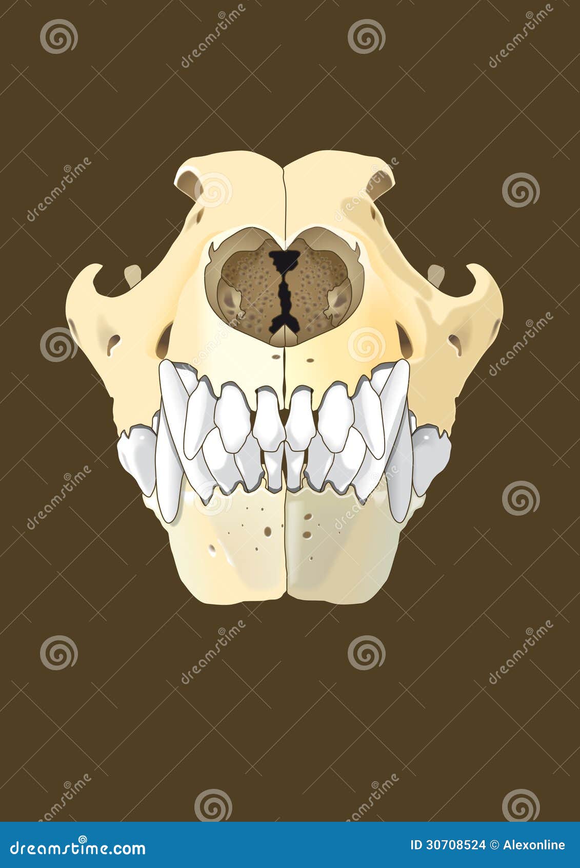 Dog skull front stock vector. Illustration of ulna, pathology - 30708524