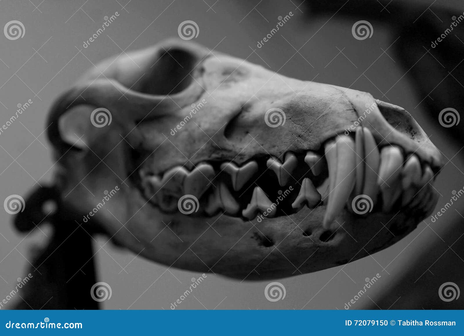 Dog Skull model stock photo. Image of stilllife, education - 72079150