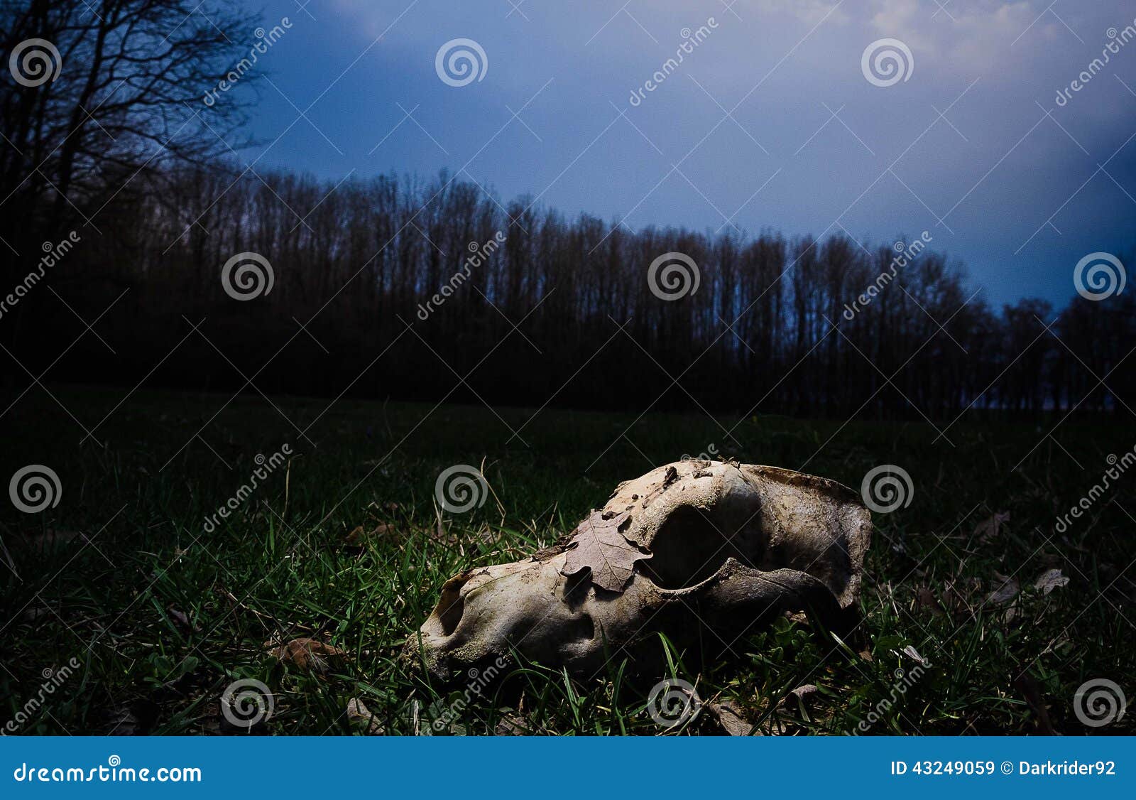 Dog skull stock image. Image of hour, dark, night, separated - 43249059