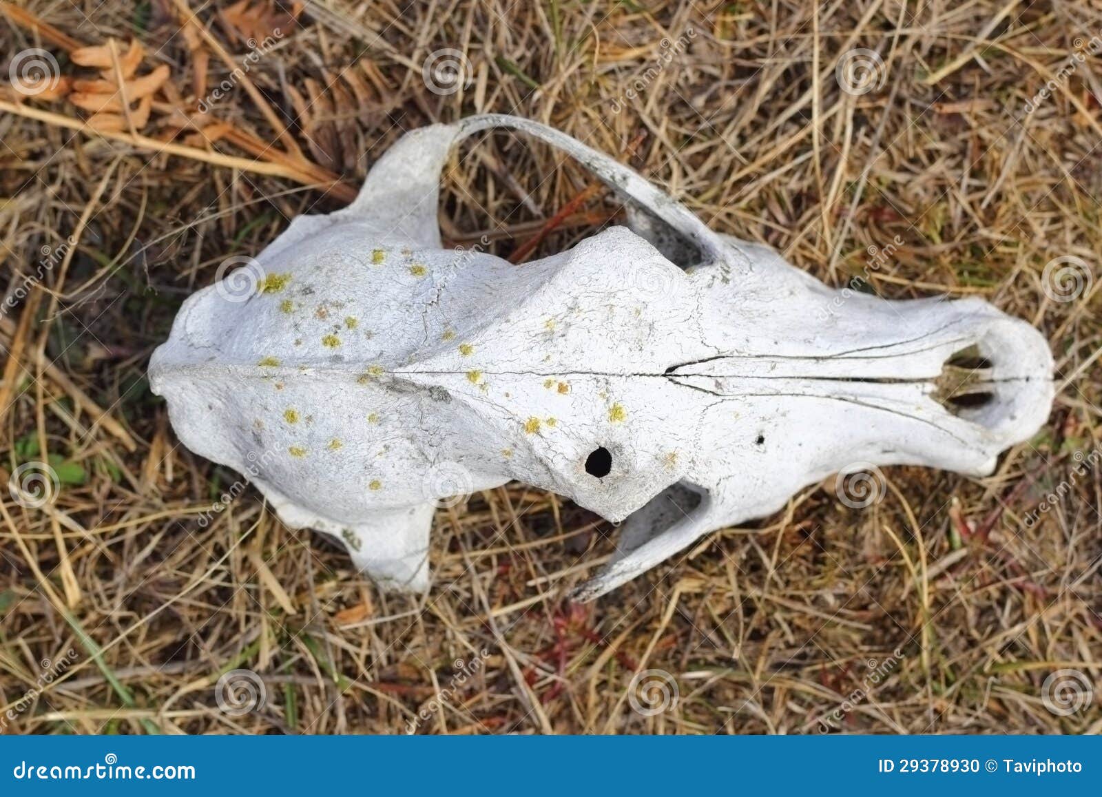 Dog skull view from above stock photo. Image of environment - 29378930