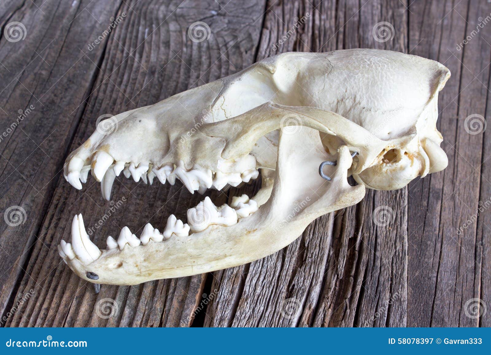 Dog skull stock image. Image of bones, skeletal, fragile - 58078397