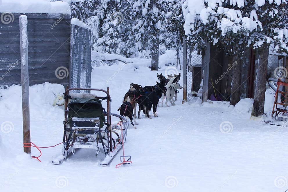 A Dog Sled with Three Sled Dogs Pulling it Stock Image - Image of sled ...