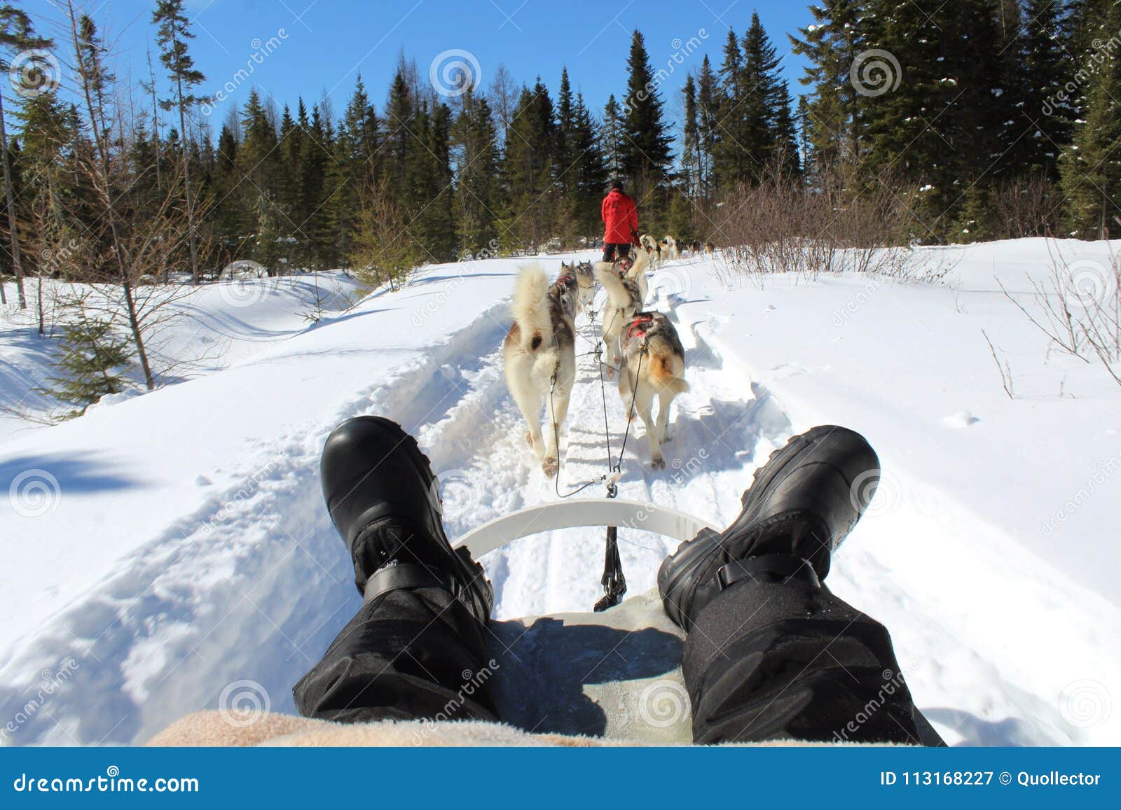 Dog sled stock image. Image of snow, travel, white, sled - 113168227