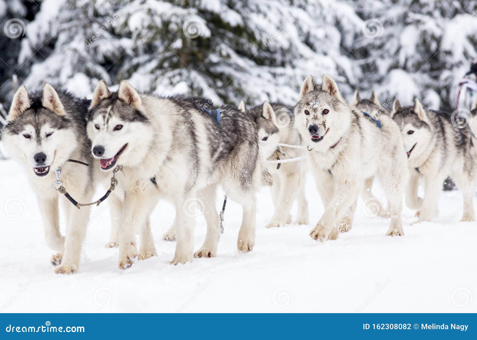 Dog sled race with huskies stock photo. Image of mushing - 162308082