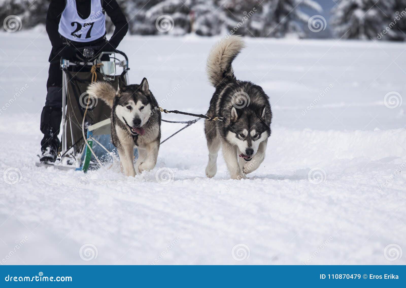 Dog sled race stock image. Image of people, backgrounds - 110870479