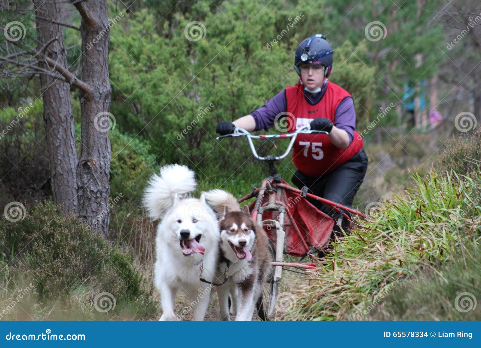 Dog sled racing editorial stock image. Image of cairngorms - 65578334