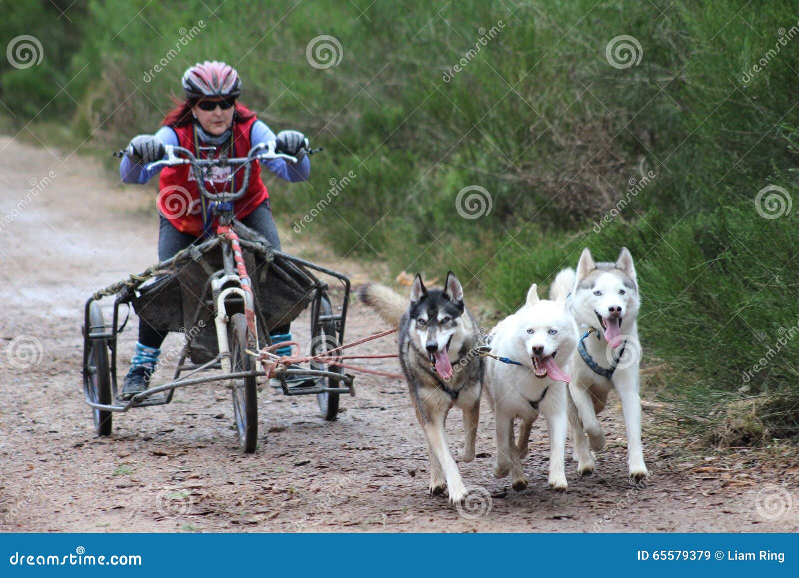 Dog sled racing editorial stock image. Image of racing - 65579379