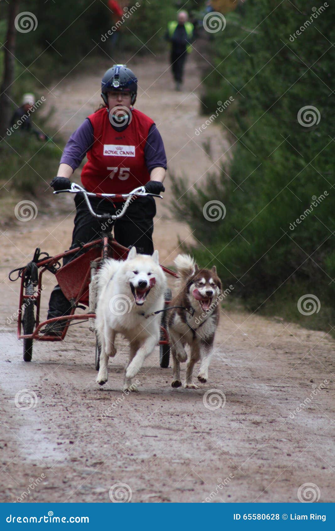 Dog sled racing editorial stock photo. Image of mushing - 65580628