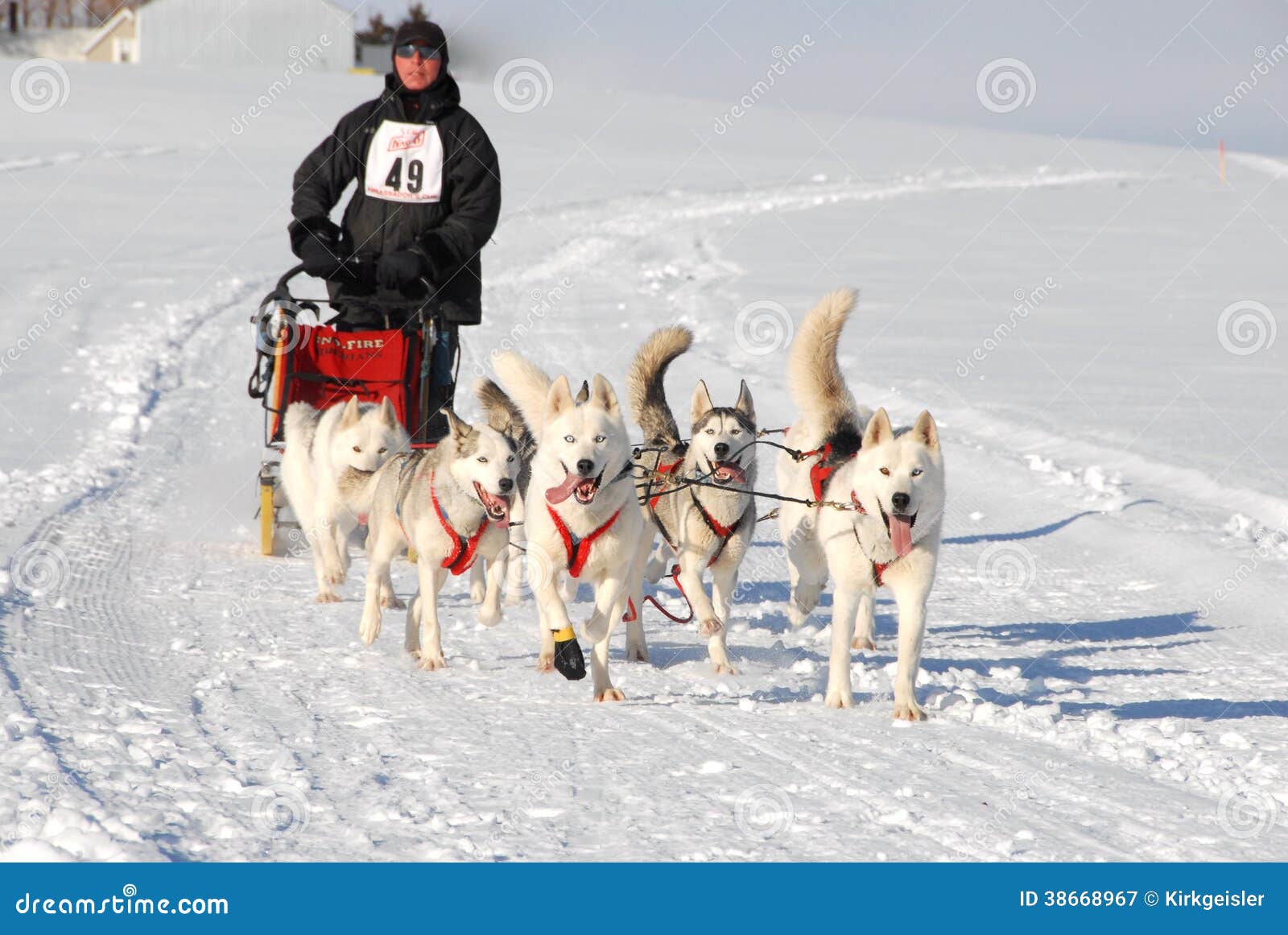 Dog Sled racing Team stock image. Image of sledge, winter - 38668967