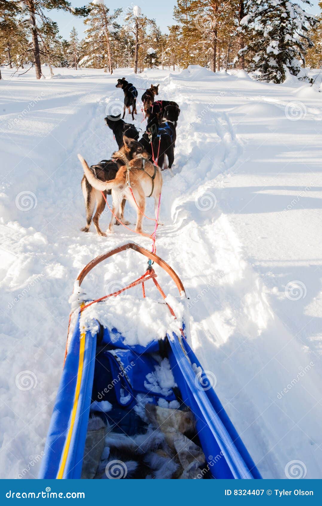 Dog Sled Team stock image. Image of season, husky, snow - 8324407