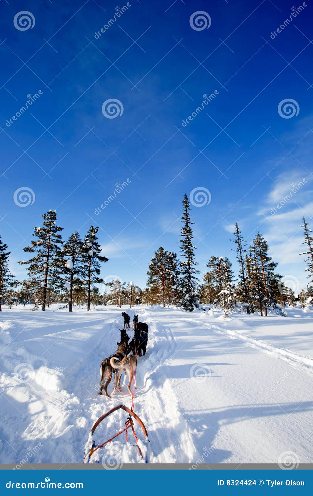Dog Sled Team stock photo. Image of quick, cold, teamwork - 8324424